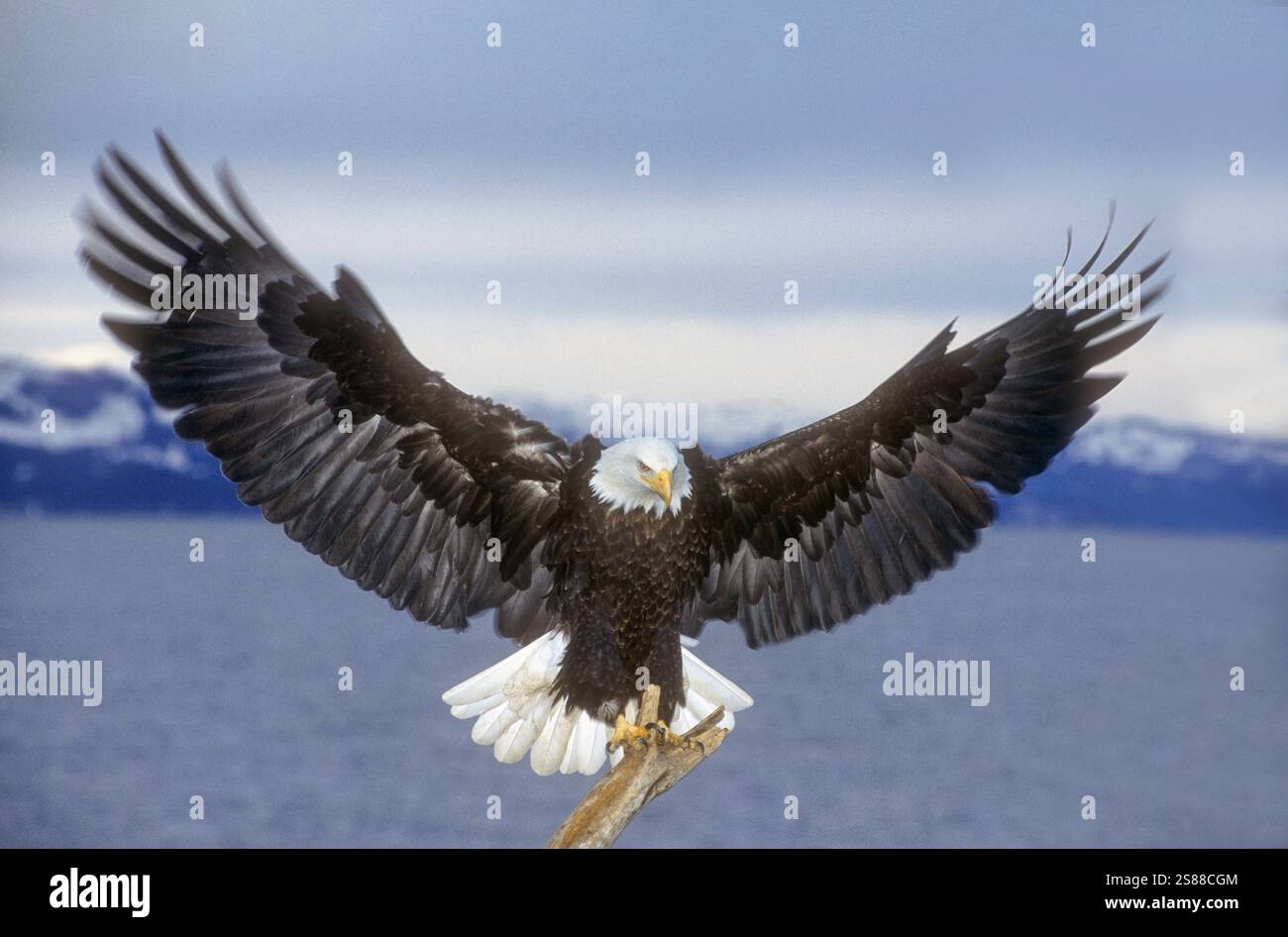North America; United States; Alaska; Kenai Peninsula; Winter; Wildlife ...