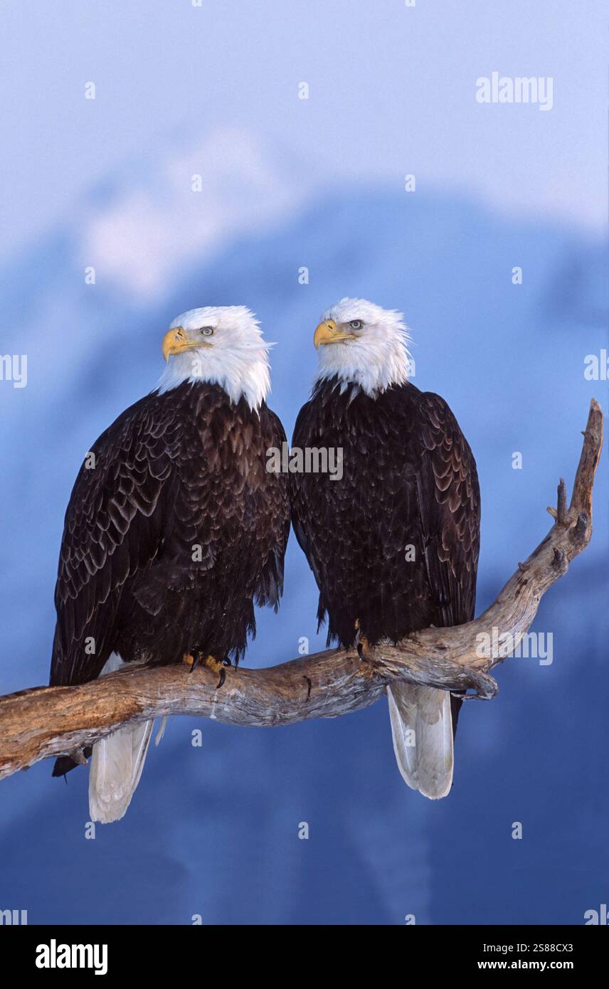 North America; United States; Alaska; Kachemak Bay; Homer; Wildlife ...
