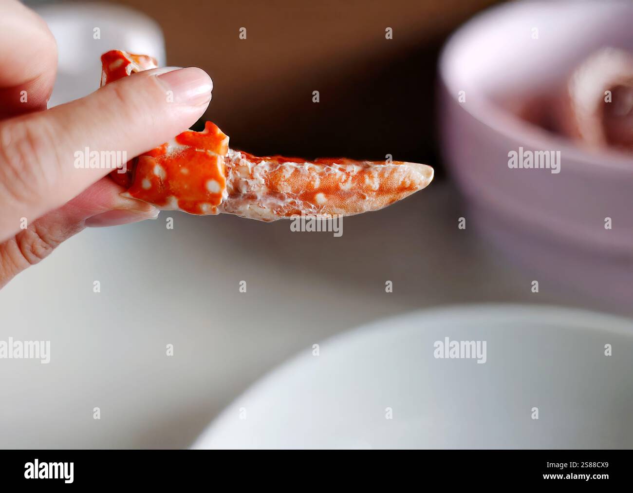 Female hand holding steamed peeled blue swimming crab leg, enjoying ...