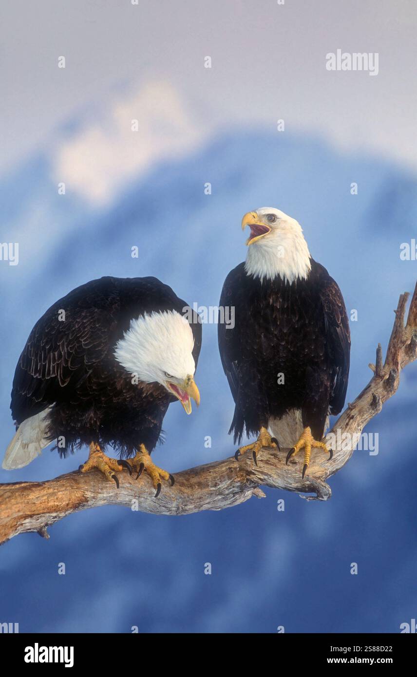 North America; United States; Alaska; Kenai Peninsula; Spring; Wildlife ...