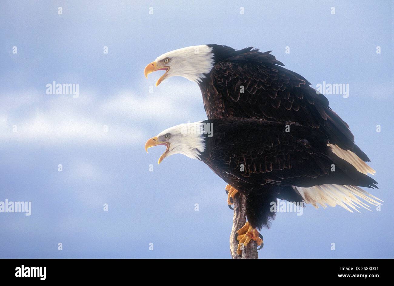 North America; United States; Alaska; Kenai Peninsula; Spring; Wildlife ...