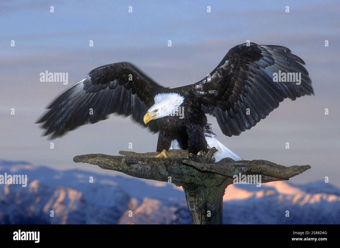North America; United States; Alaska; Kenai Peninsula; Winter; Wildlife ...