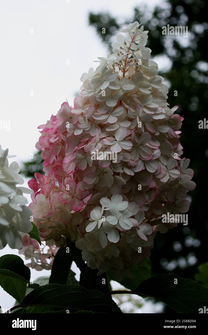 Bountiful Blooming Pink and White Hydrangea Stock Photo - Alamy