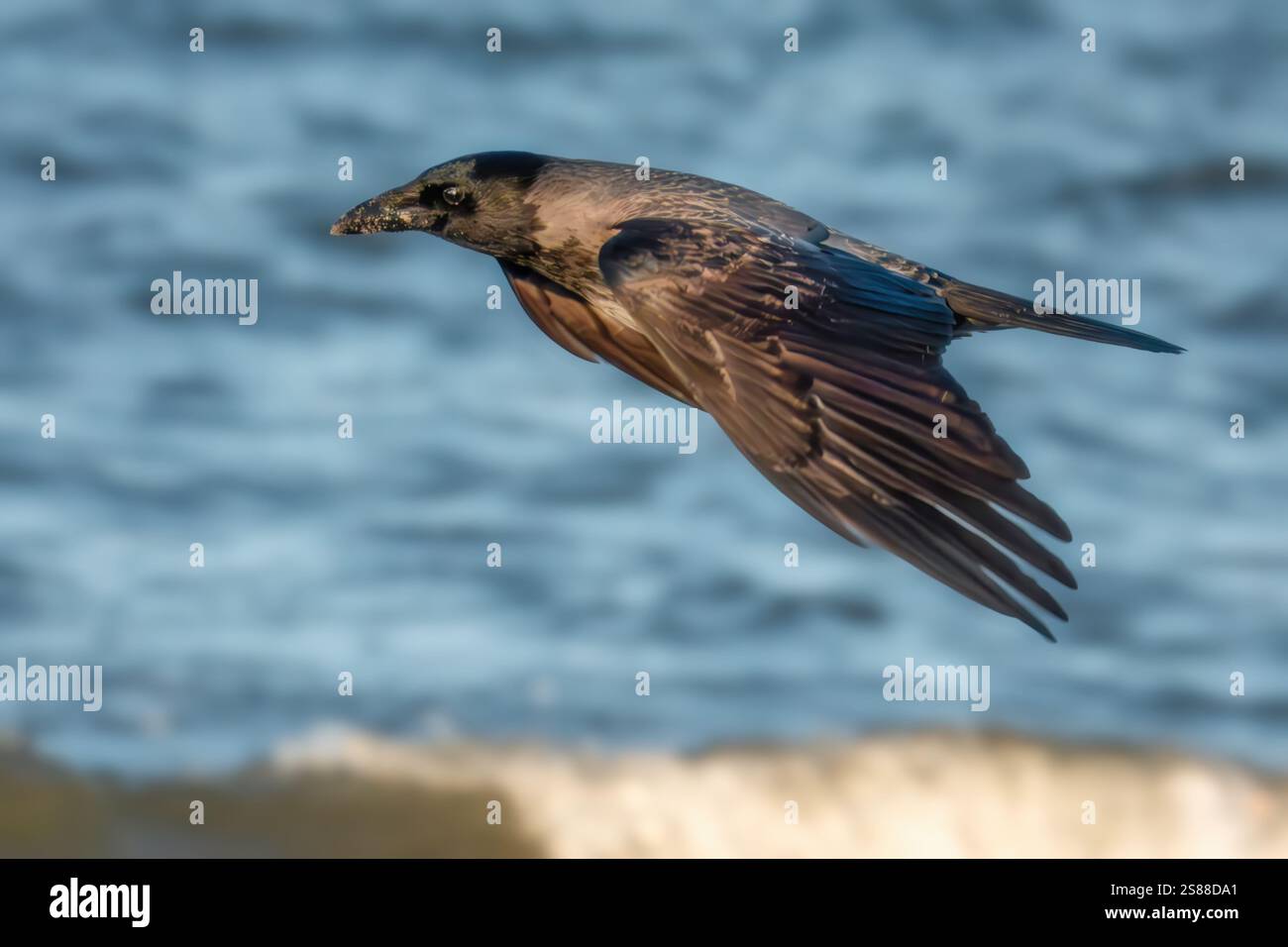 Hooded crow flying corvus hi-res stock photography and images - Alamy