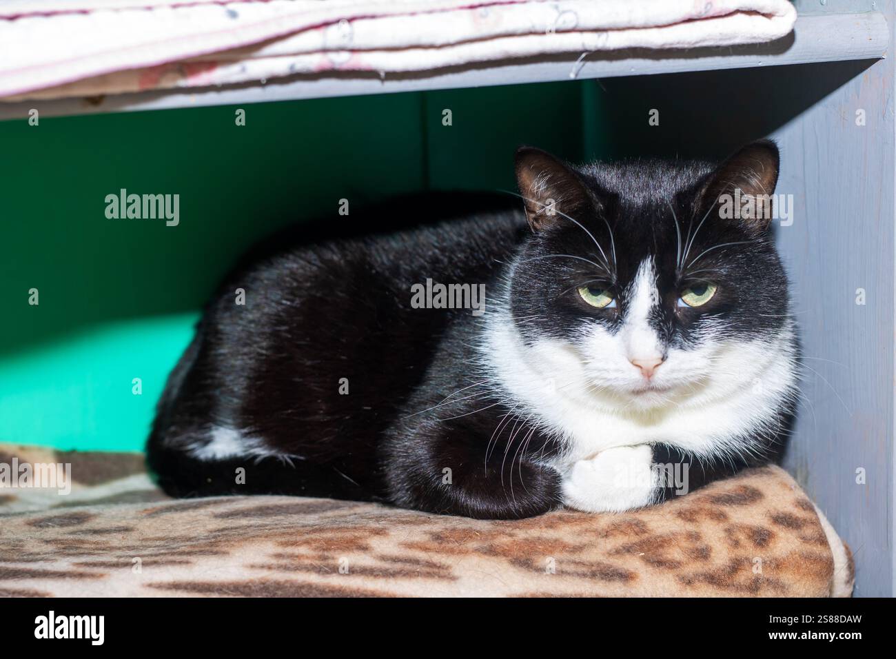 A black and white feline is comfortably laying on a leopard print ...