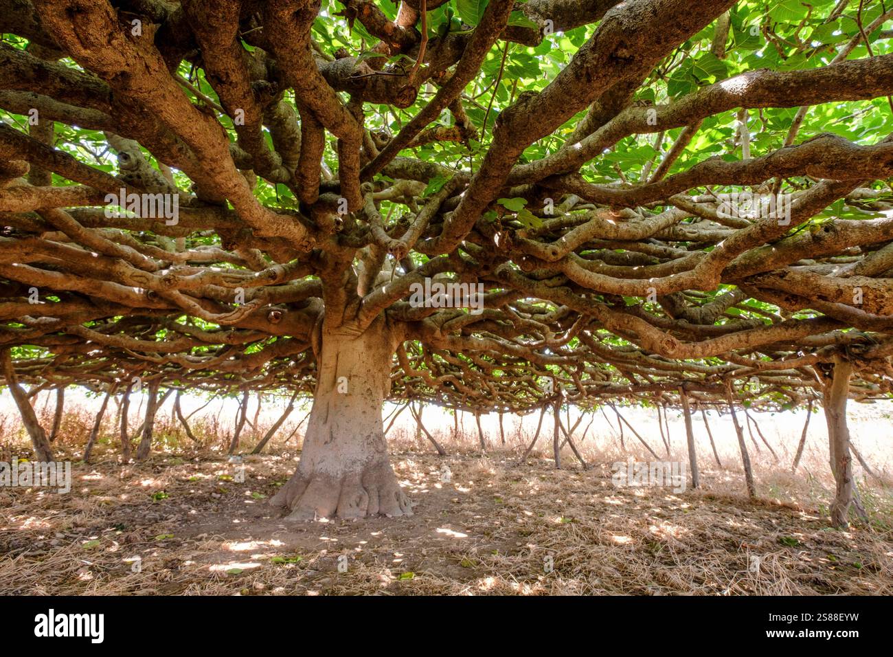 Centenary fig tree in Can Toni Mestre, listed as a unique tree ...