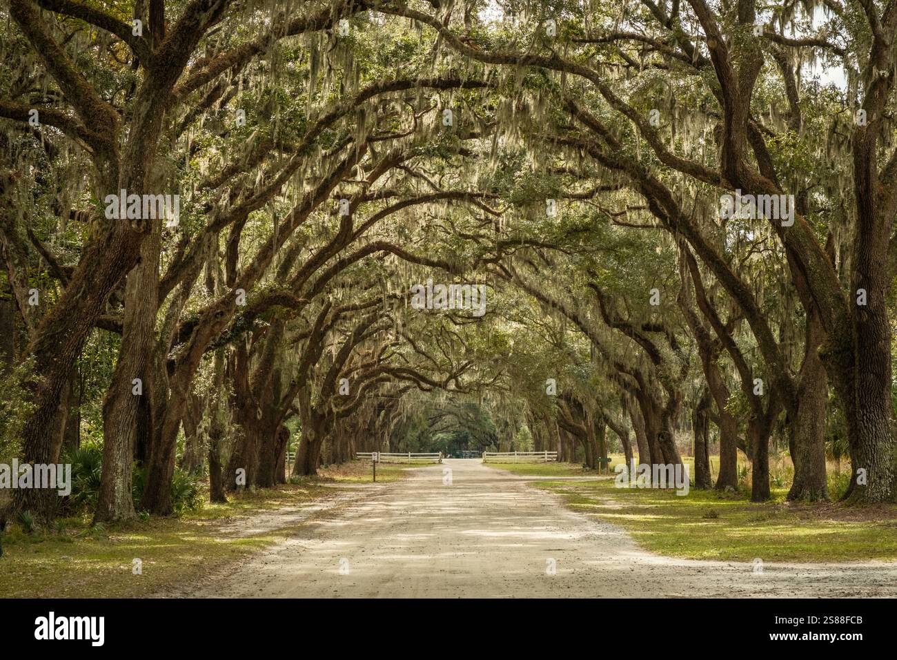 Avenue of oak trees at Wormsloe State Historic Site, Savannah, Georgia ...