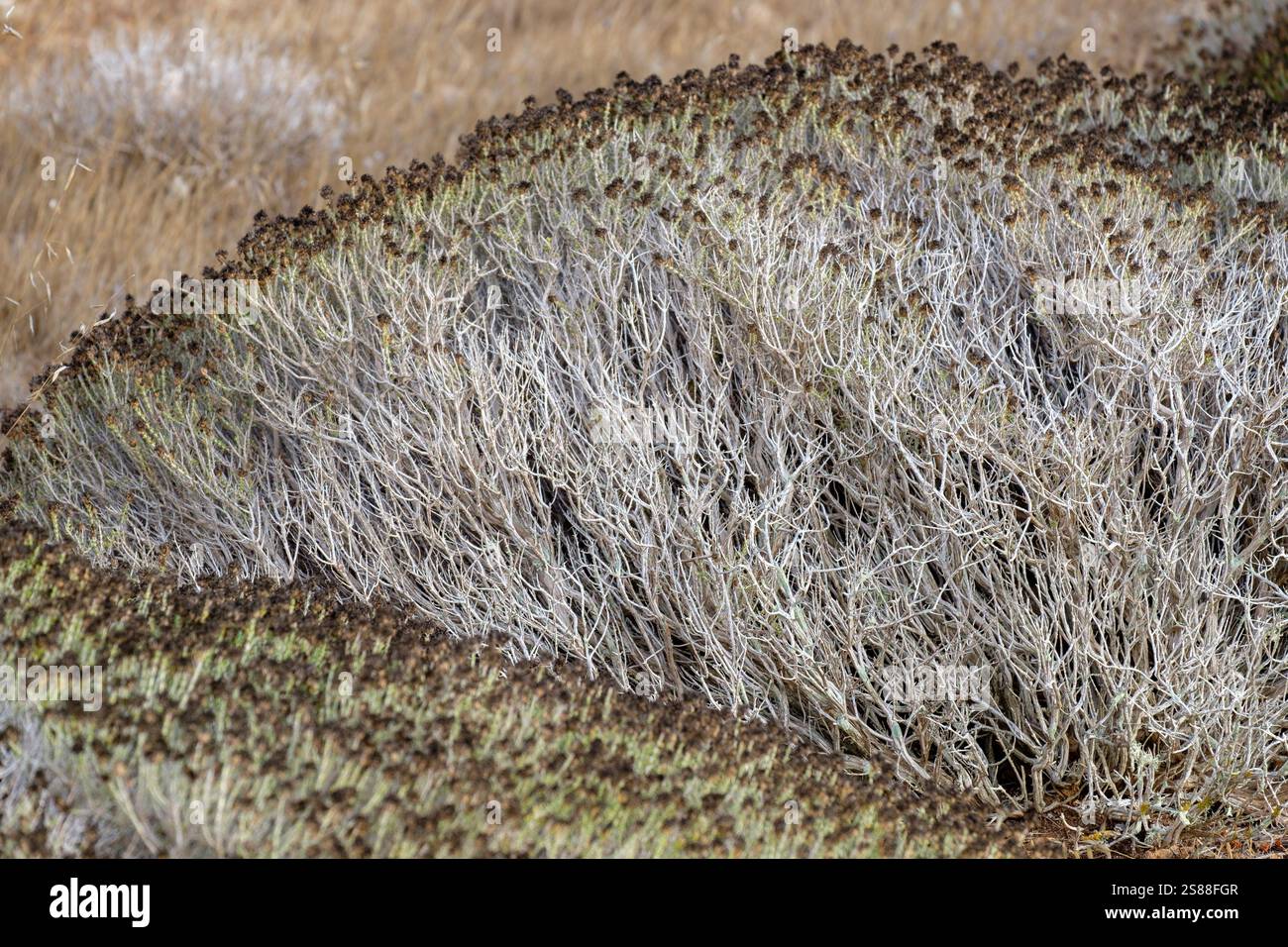 Mediterranean shrub vegetation, Cape Barbary, Formentera, Balearic ...