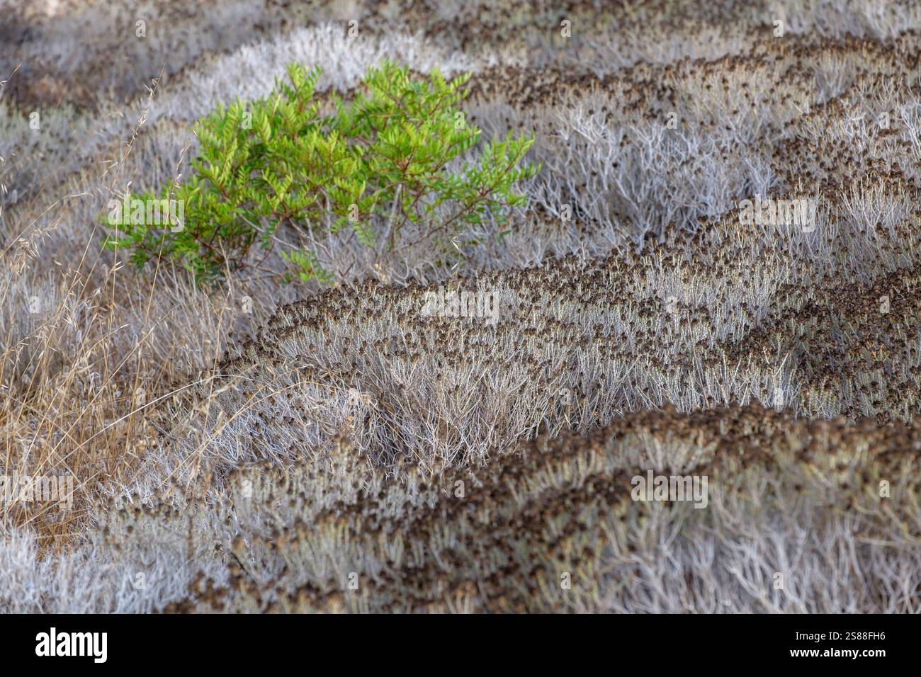 Mediterranean shrub vegetation, Cape Barbary, Formentera, Balearic ...