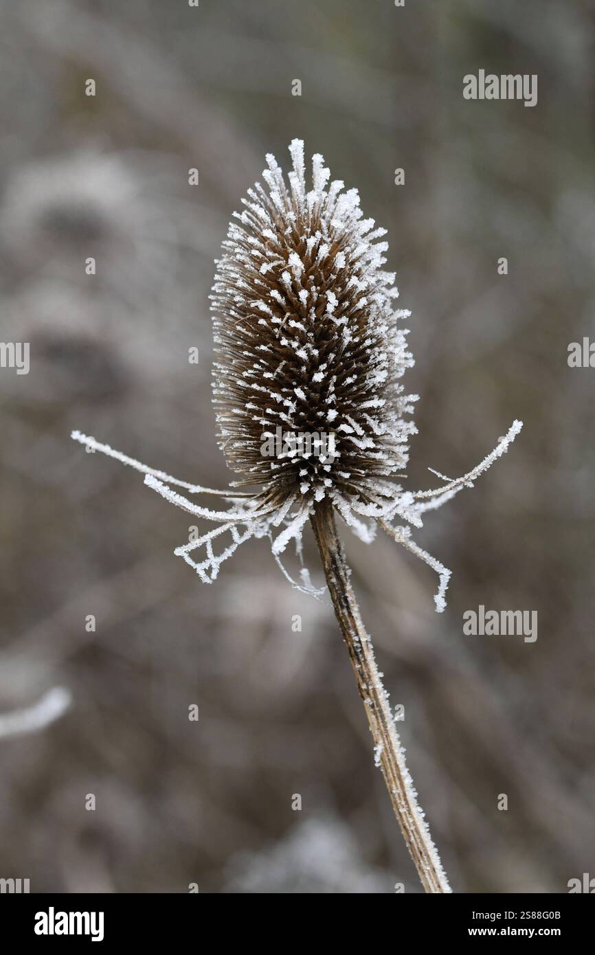 Duisburg Lanzarote / Canary Islands Weisse Eiskristalle an Weber Karde ...