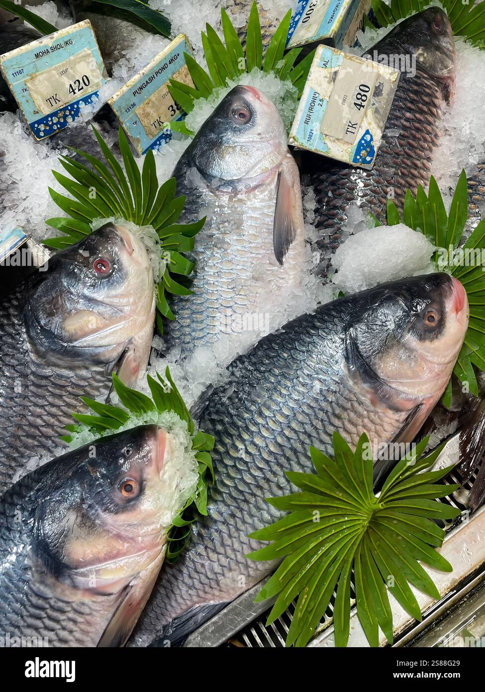 Fresh catla fish displayed on ice at a supermarket.this photo was taken ...
