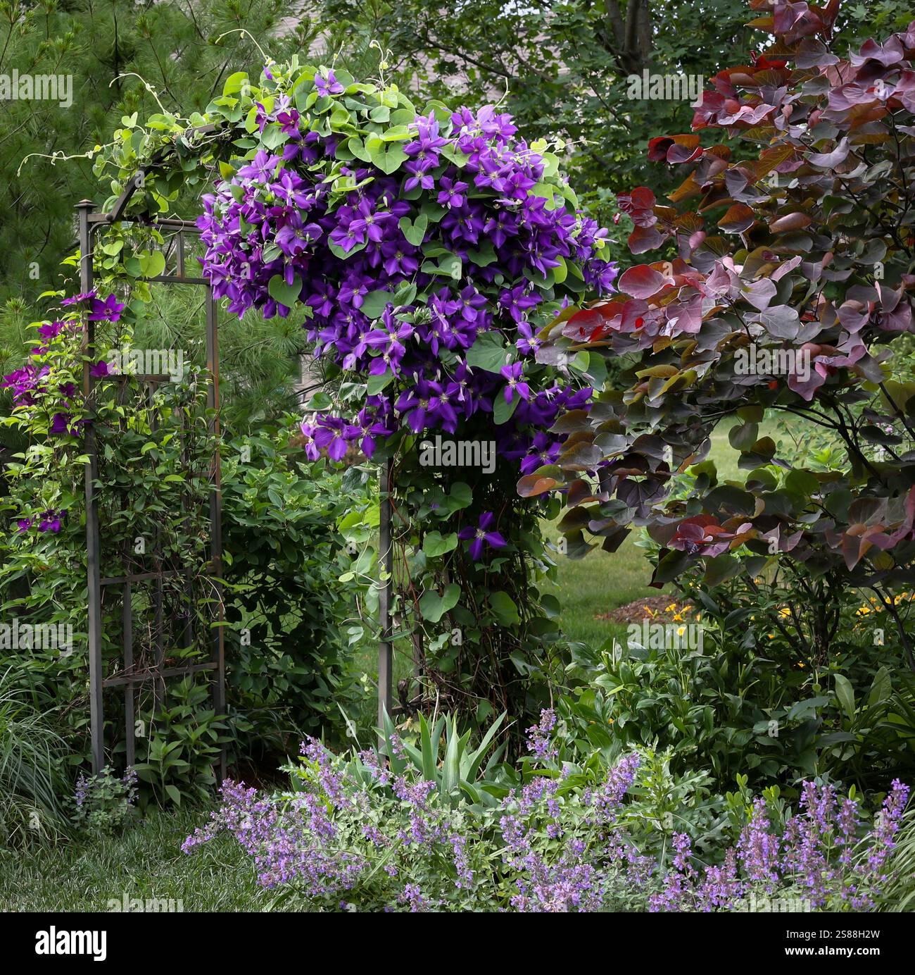 A winding heart shaped dutchman's pipe planted with a spectacular ...
