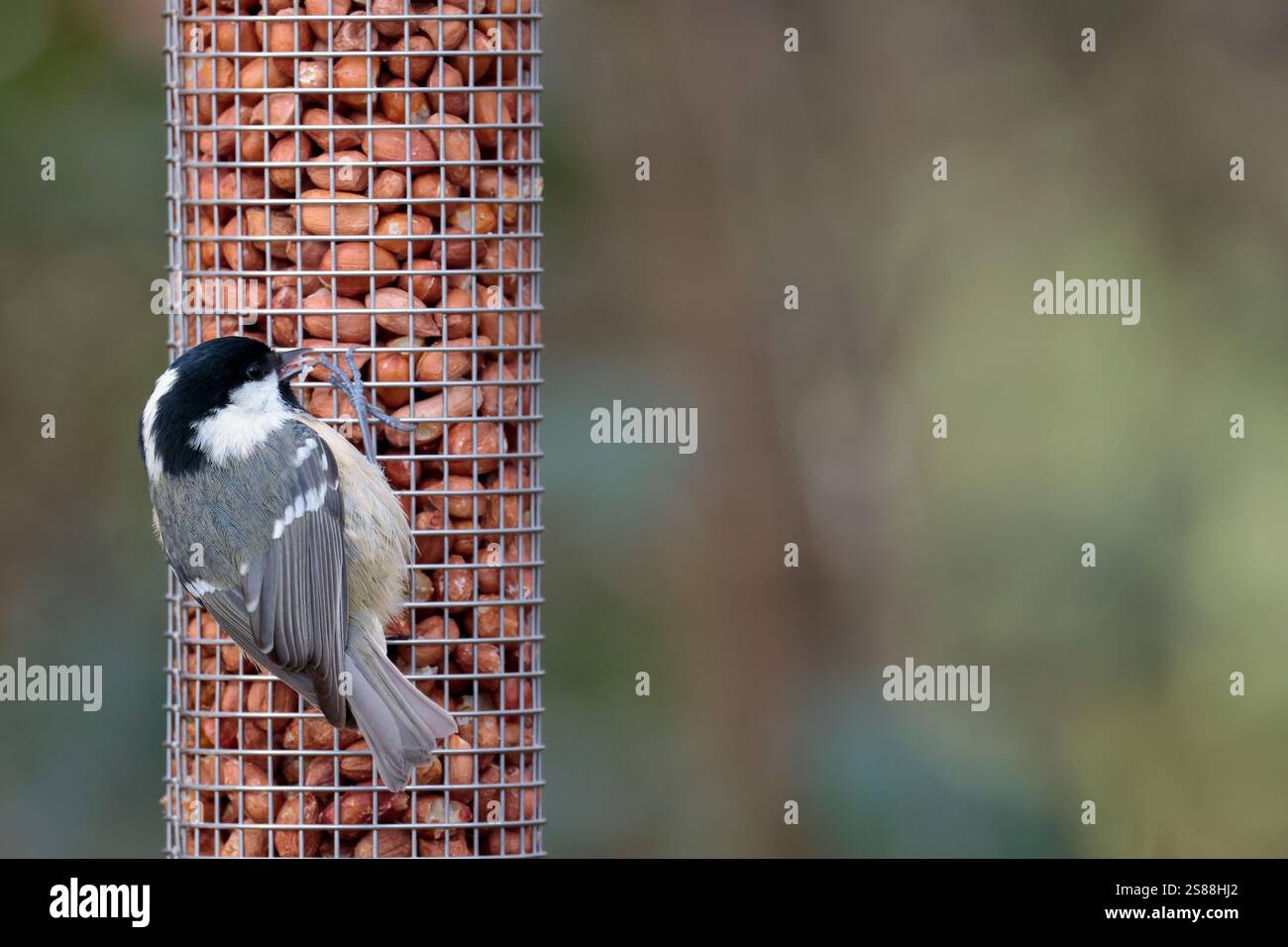 Coal tit Parus ater, feeding on peanuts white cheeks and centre nape ...