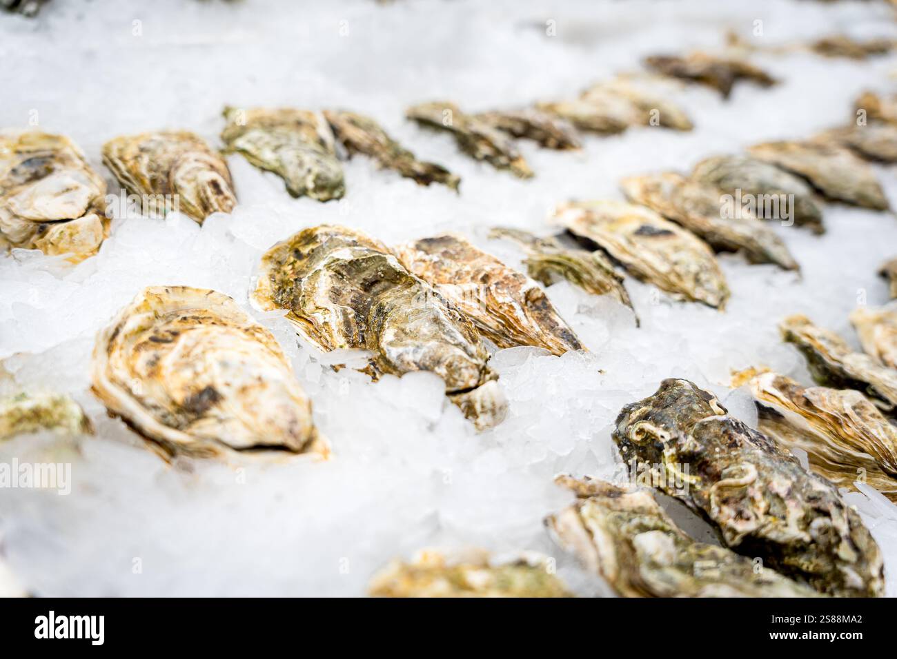 close up of fresh oysters shells on ice for sale at a fish market at a ...