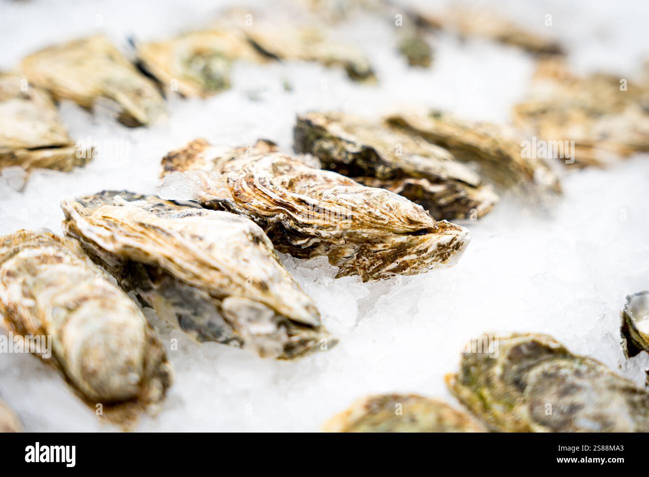close up of fresh oysters shells on ice for sale at a fish market at a ...