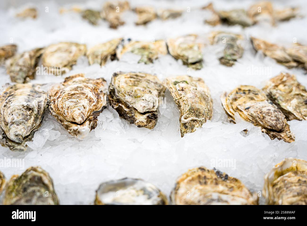 close up of fresh oysters shells on ice for sale at a fish market at a ...