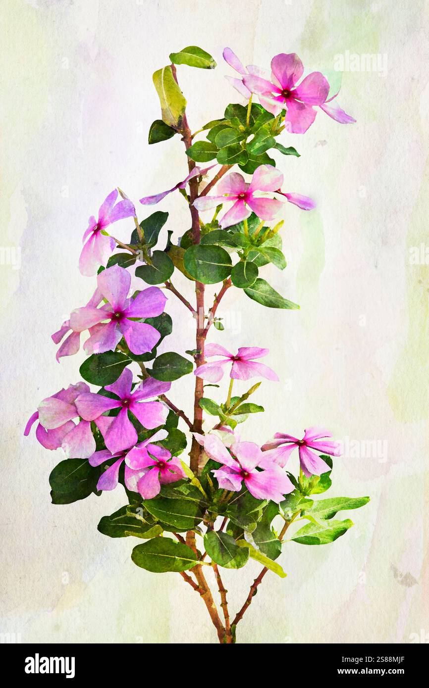 Illustration of watercolor Vinca flowers. Artistic watercolor painting ...