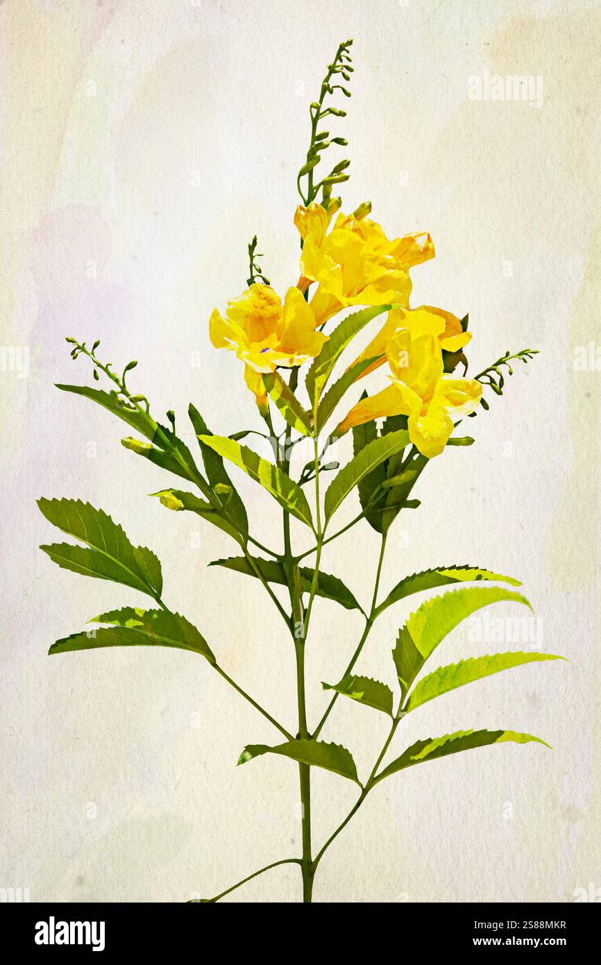 Illustration of yellow Campsis radicans (trumpet vine or trumpet ...