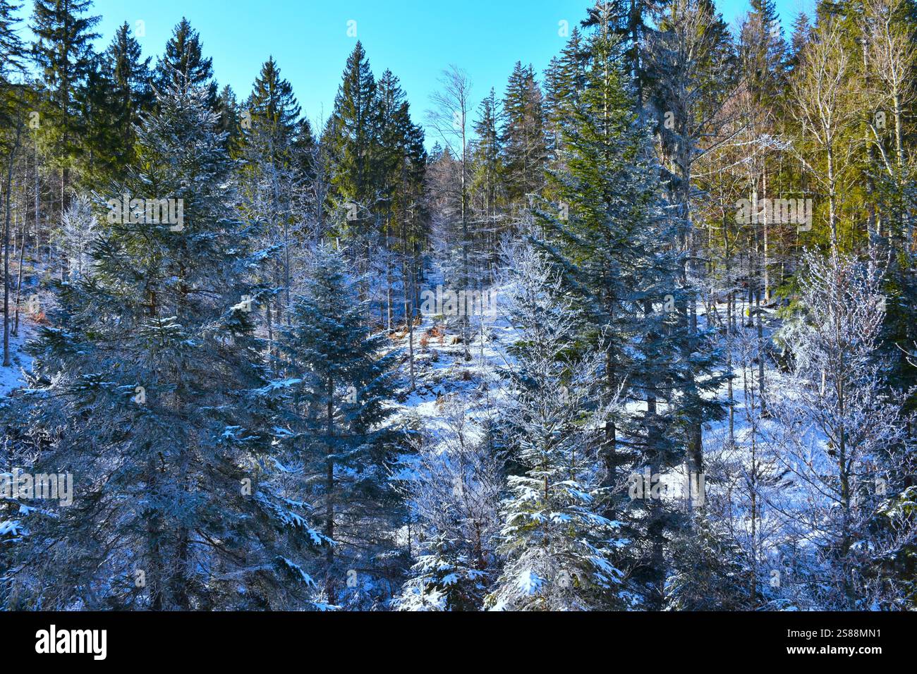 Frost covered mixed broadleaf and conifer forest in winter Stock Photo ...