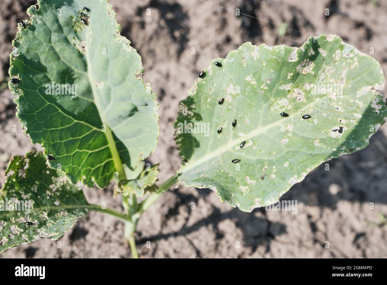 Cabbage leaf infestation by flea beetles on young plant in garden Stock ...