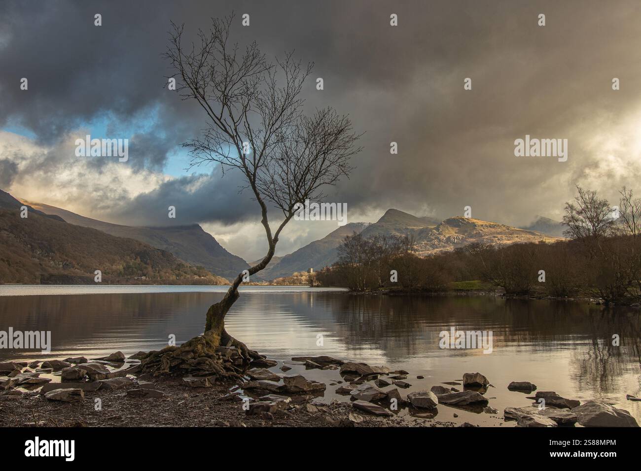 The famous lone tree - Llyn Padarn Stock Photo - Alamy