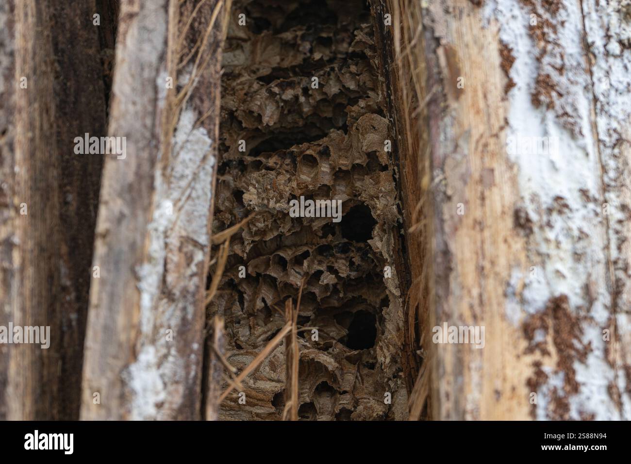 abandoned hornets nest in tree trunk Stock Photo - Alamy