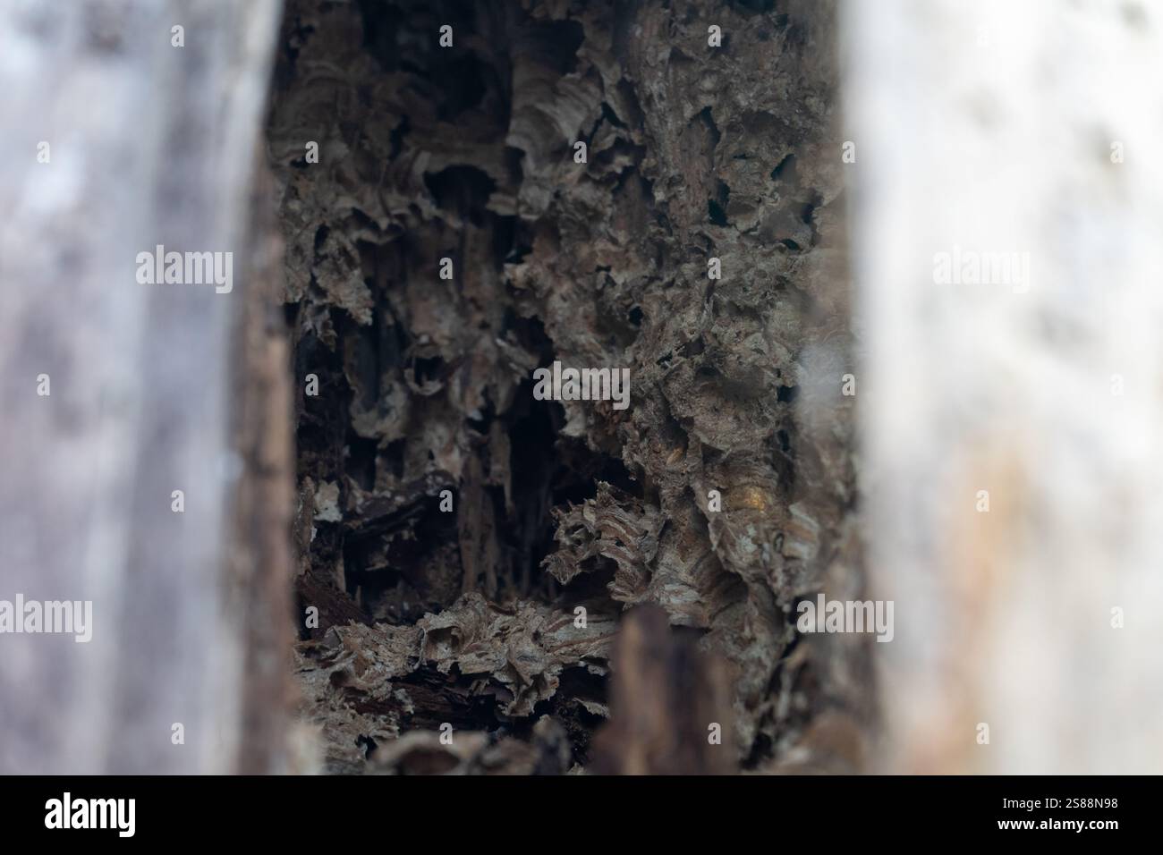 abandoned hornets nest in tree trunk Stock Photo - Alamy