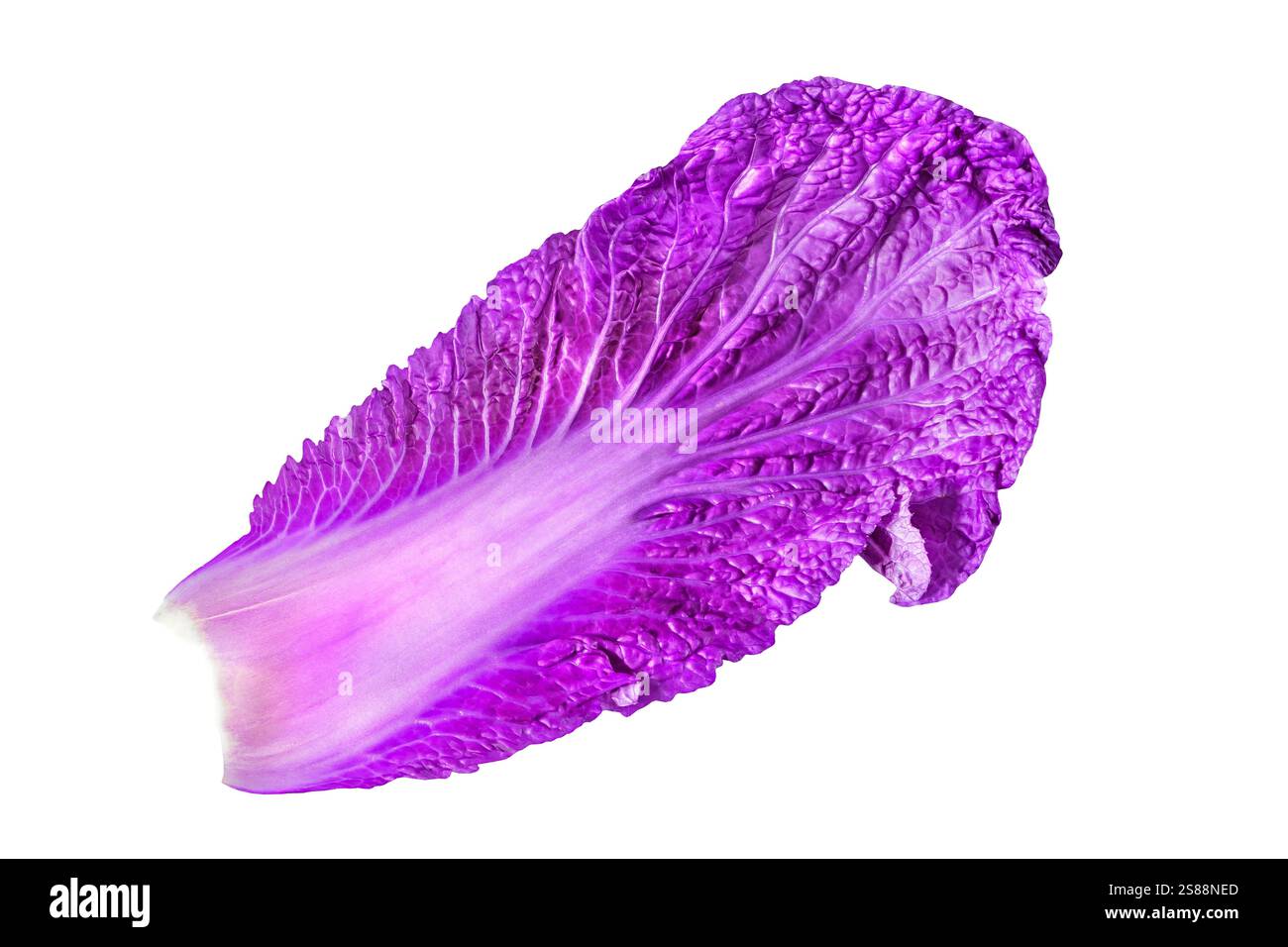 leaf of beijing red cabbage isolated on white background with clipping ...