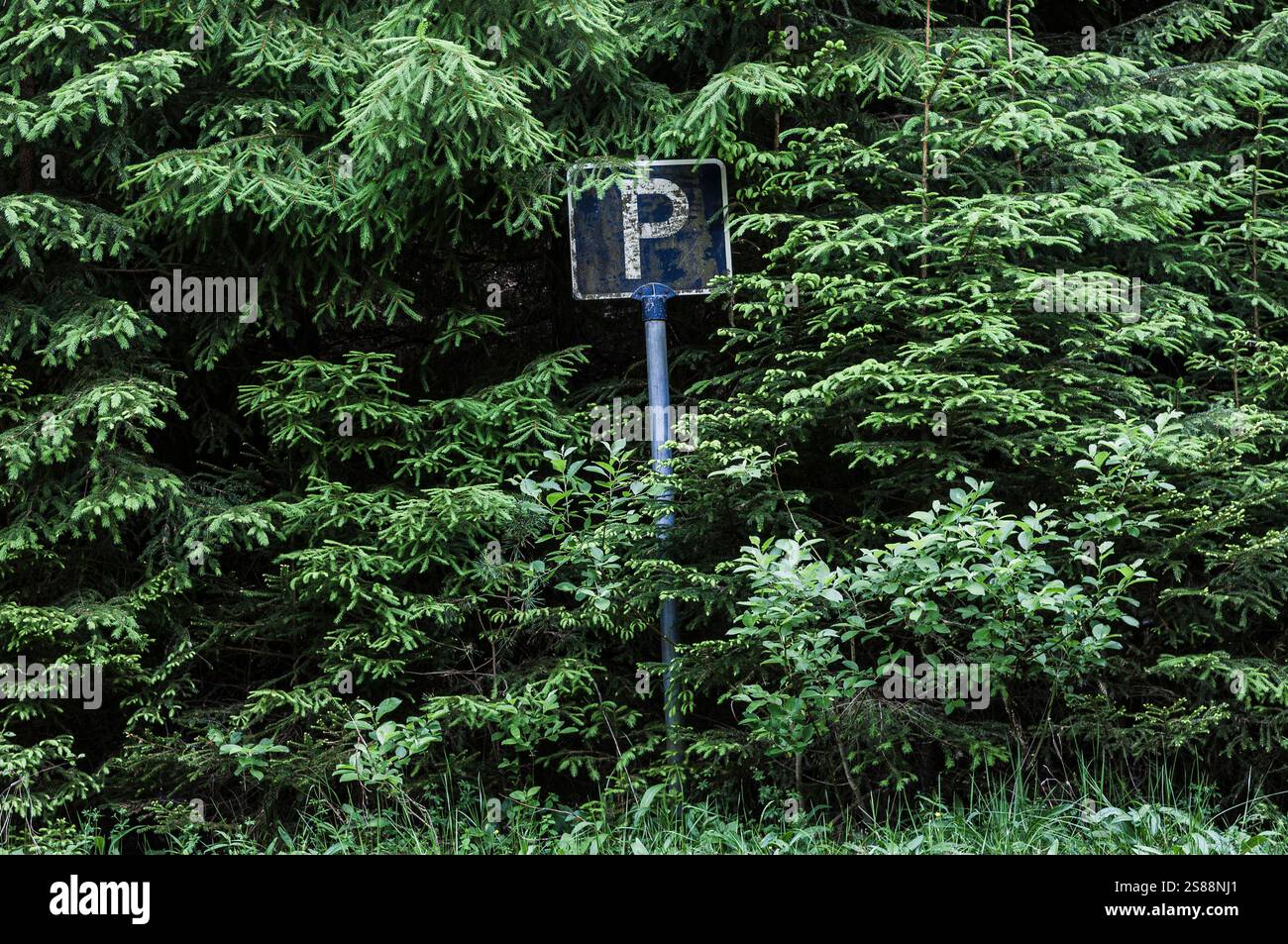 A weathered parking place sign is partially hidden in the dense ...