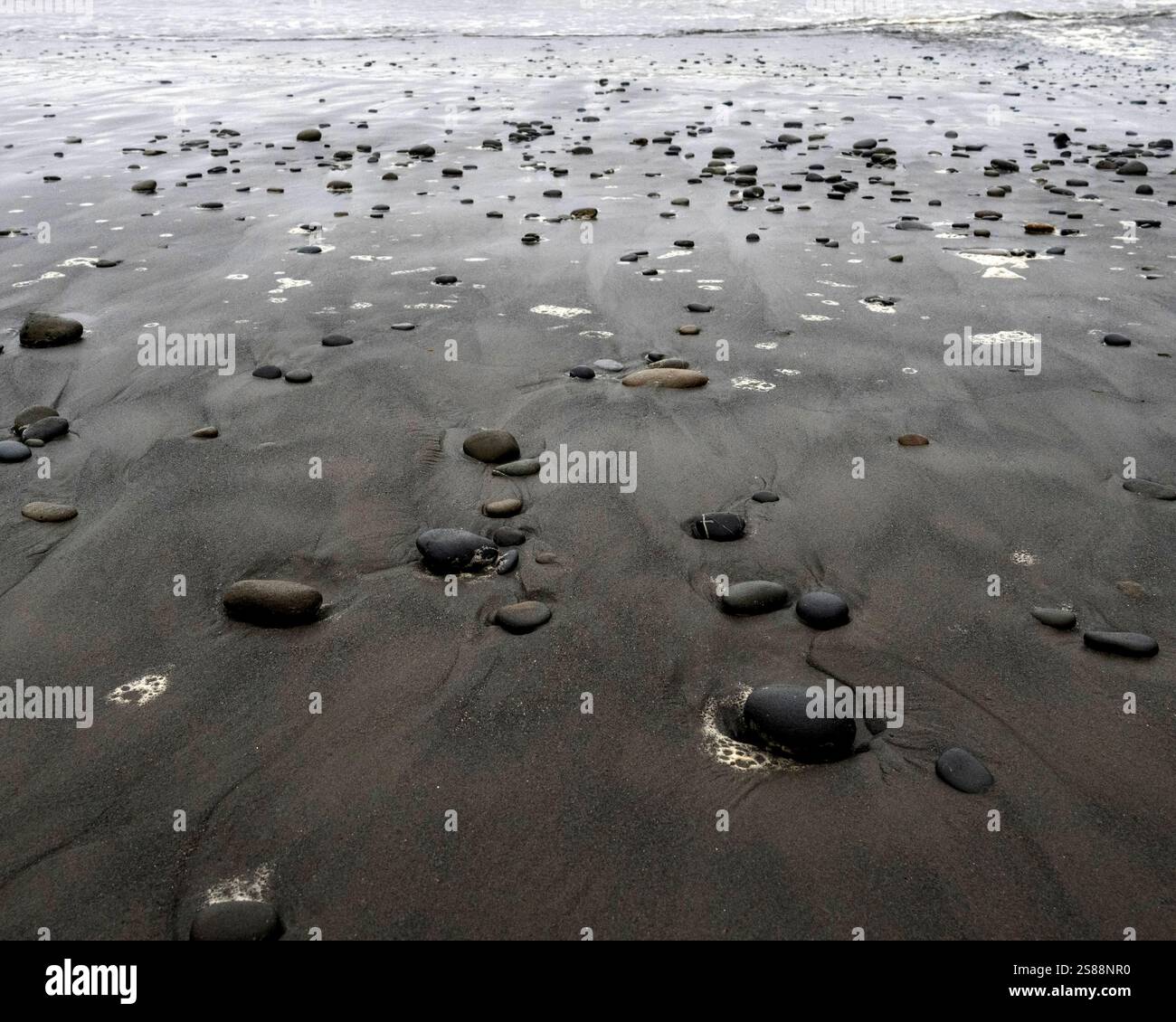 Tree of life on Pacific Ocean Stock Photo - Alamy