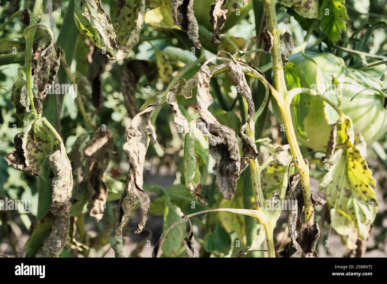Wilted tomato plant leaves with fungal spots in sunny garden Stock ...