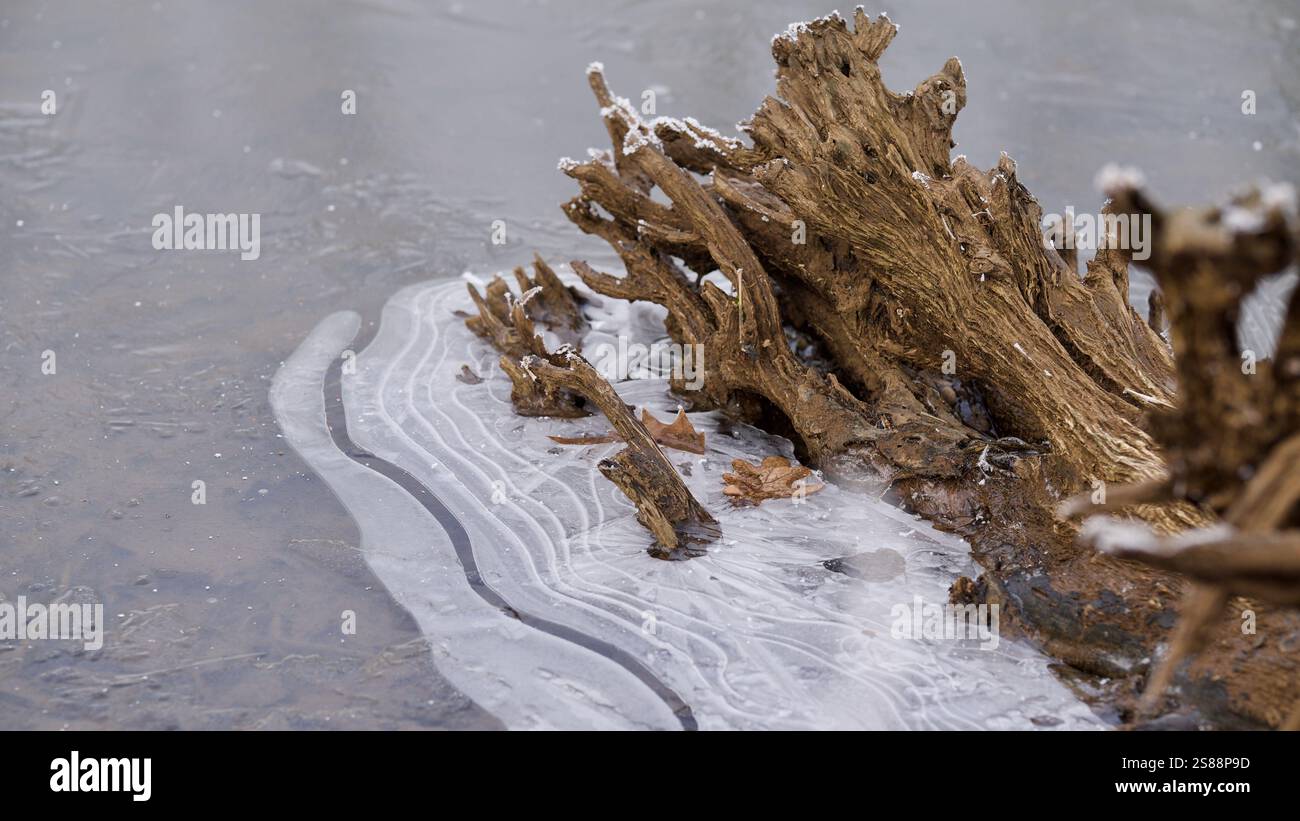 A dead branch in a frozen lake Stock Photo - Alamy