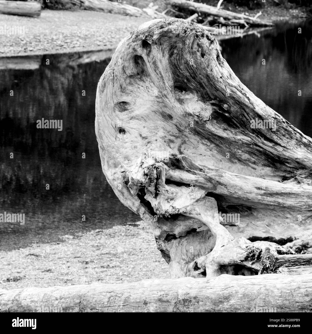 Tree of life on Pacific Ocean Stock Photo - Alamy