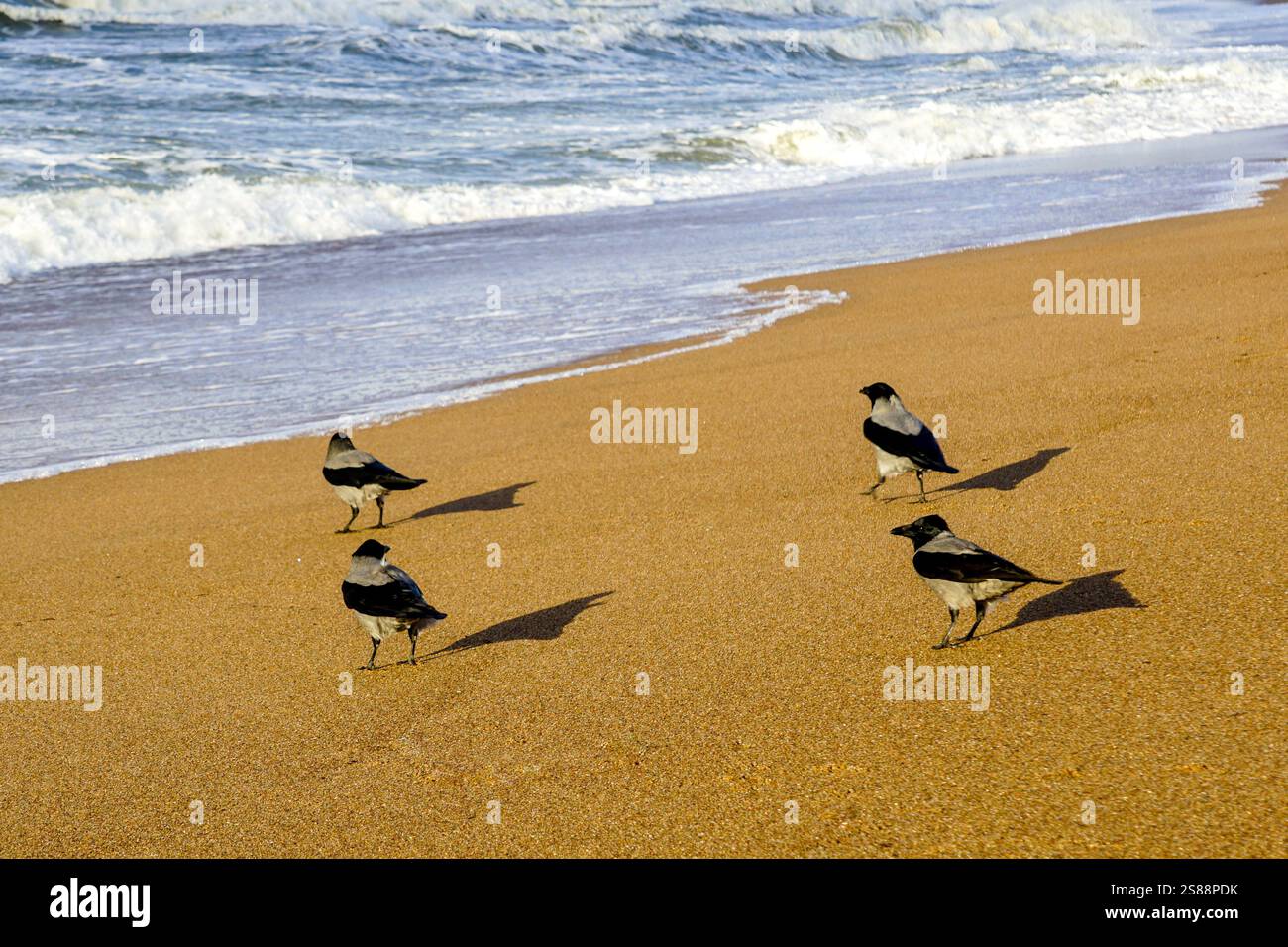 Four gray crows on the beach sand watching the wavy Baltic sea in a ...