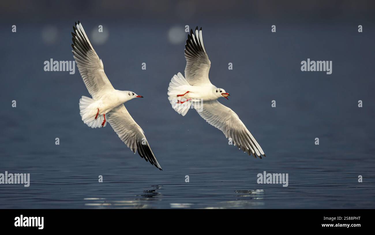 Wildlife background of seagull hunting on a pond, flies over the water ...