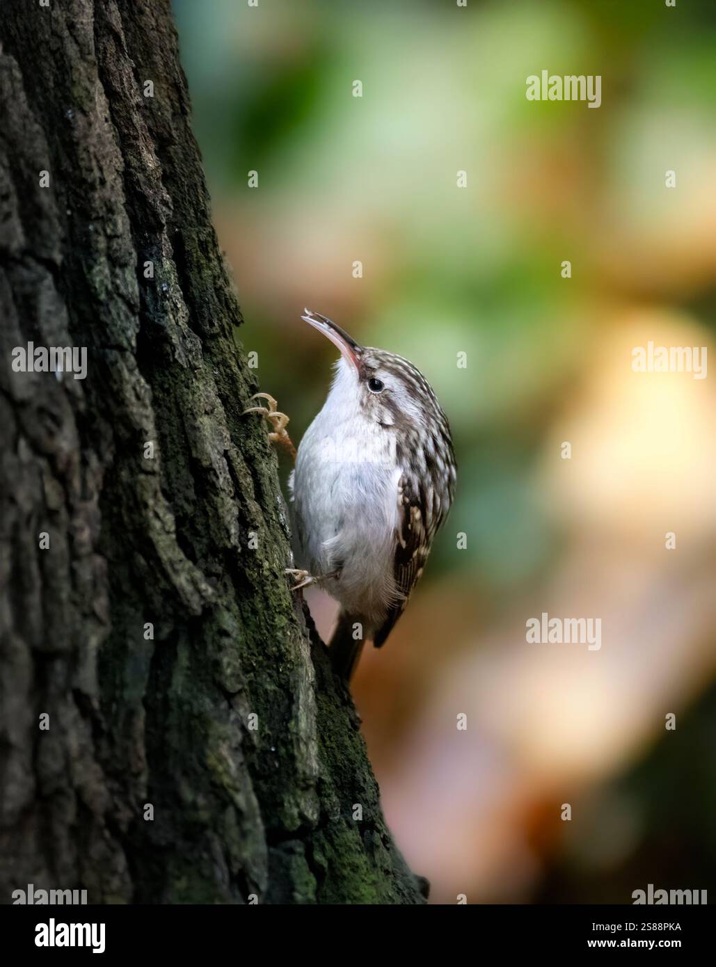 Short-toed Treecreeper - Certhia brachydactyla the slider climbs a tree ...