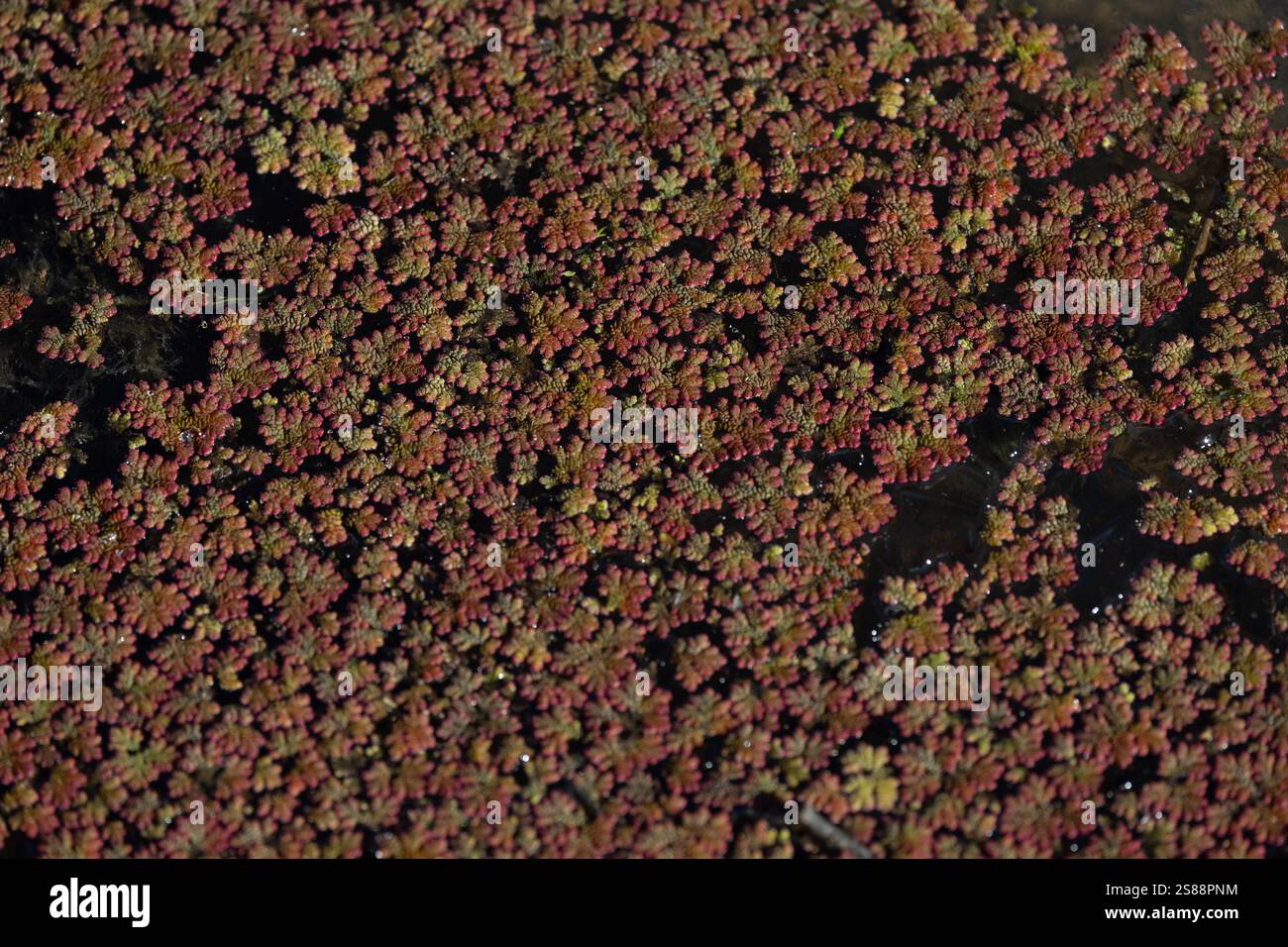 Red Swamp Algae Stock Photo - Alamy