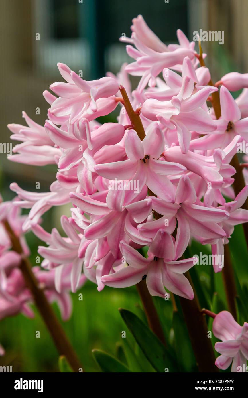 Pink Hyacinthus in a garden. Traditional spring flower Stock Photo - Alamy