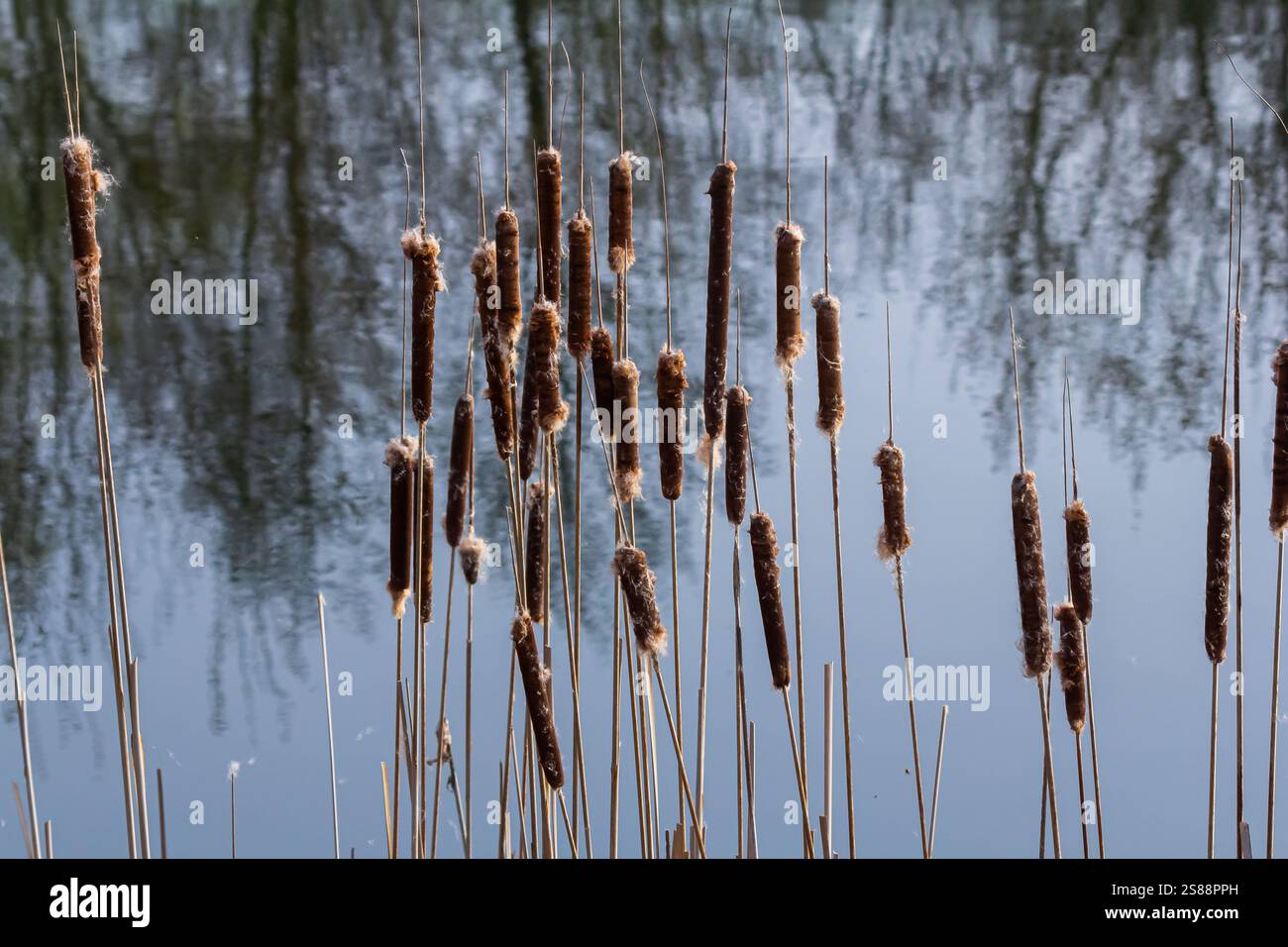 Swamp cattails Typha angustifolia Broadleaf brown flowers in spring ...