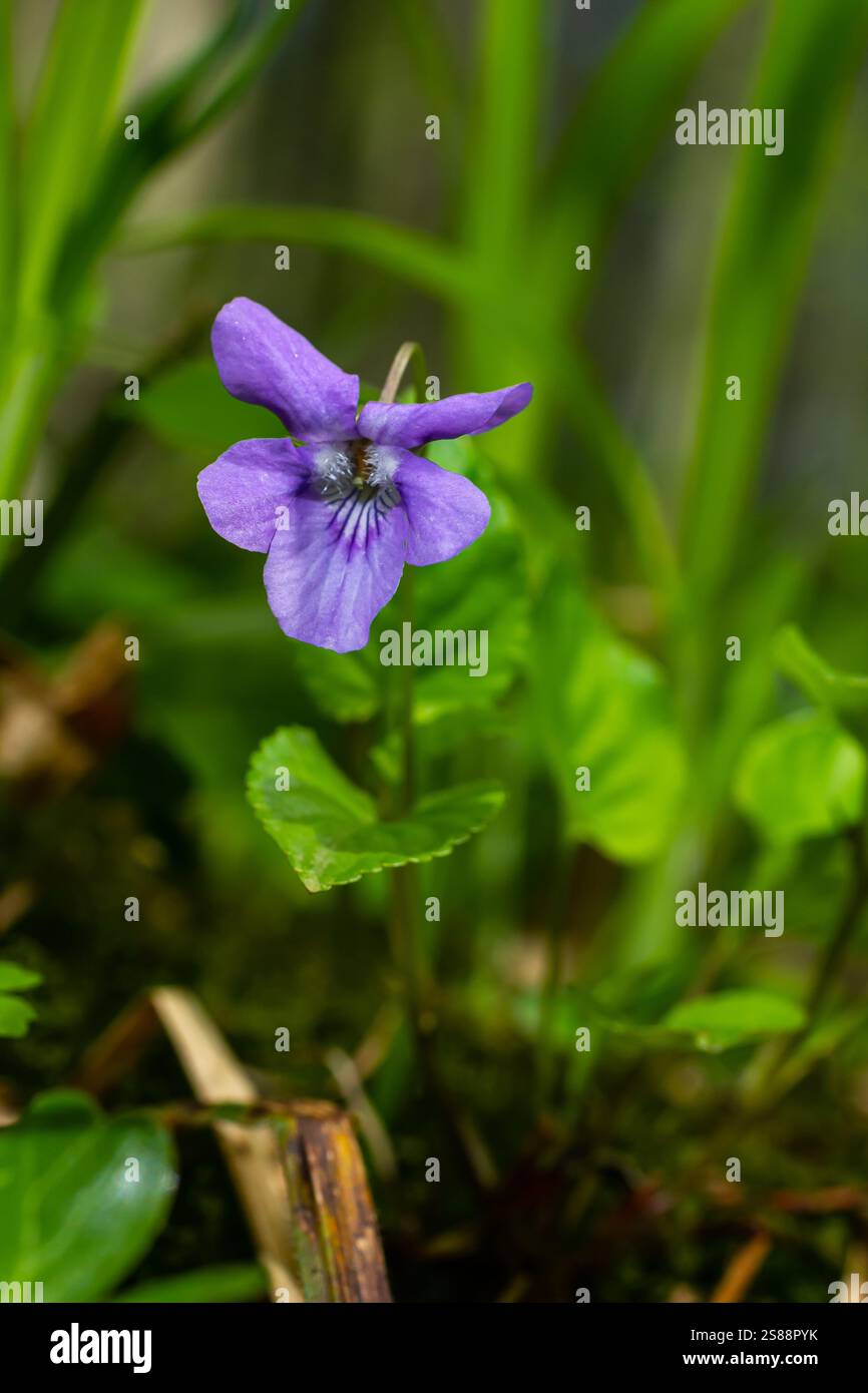 Viola odorata. Scent-scented. Violet flower forest blooming in spring ...