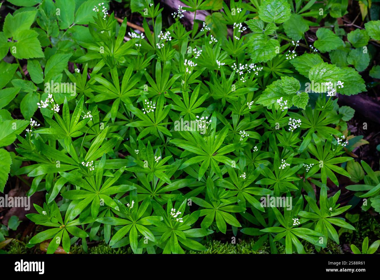 Woodruff, Galium odoratum is a spice and medicinal plant that grows in ...