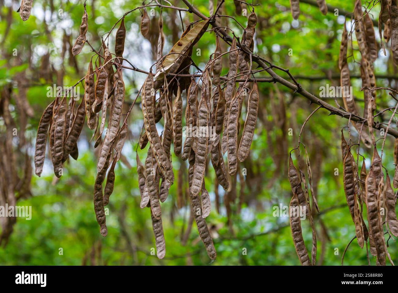 Robinia pseudoacacia, commonly known as black locust with seeds Stock ...