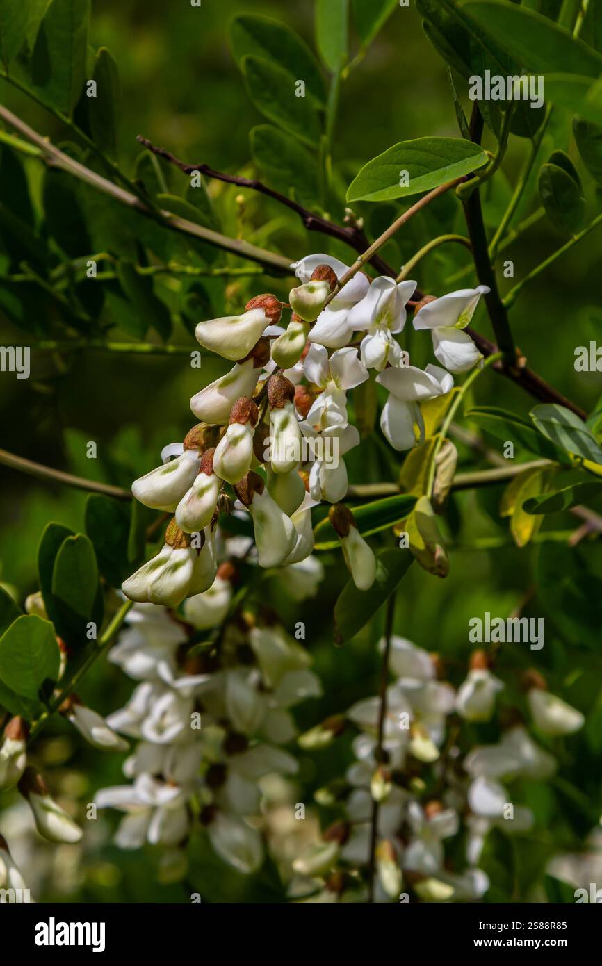 Honey bee collects nectar from white flowers tree acacia. Blooming ...