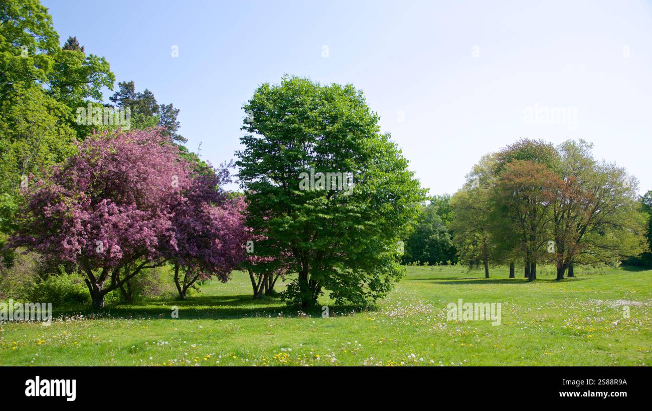 View of the public park with new growth of maple trees and crab apple ...