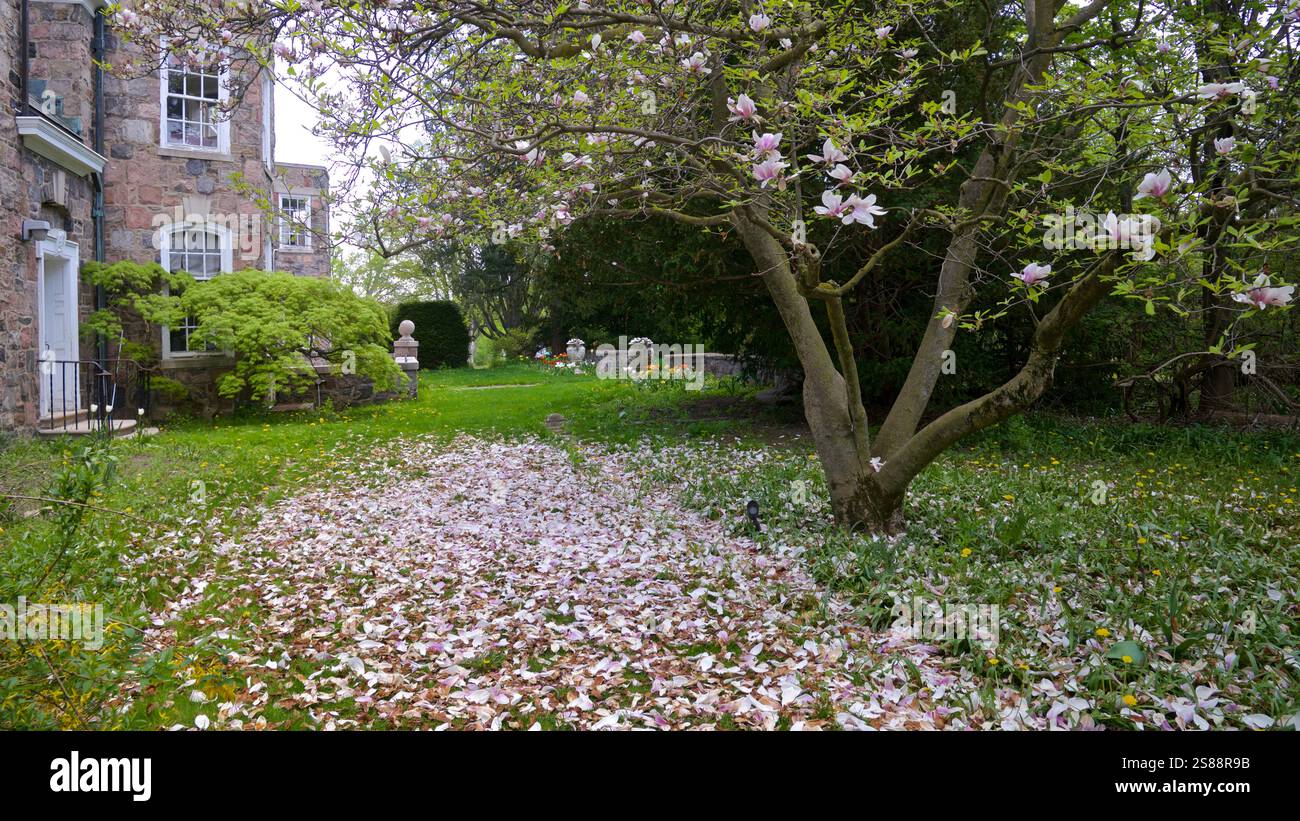 Fully bloomed magnolia trees with flower petal overing the lawn Stock ...