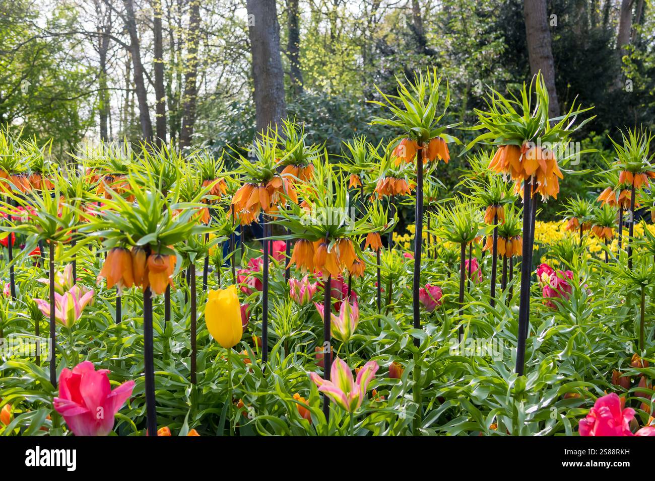 Close up view of Fritillaria imperialis flowers also known as Red crown ...