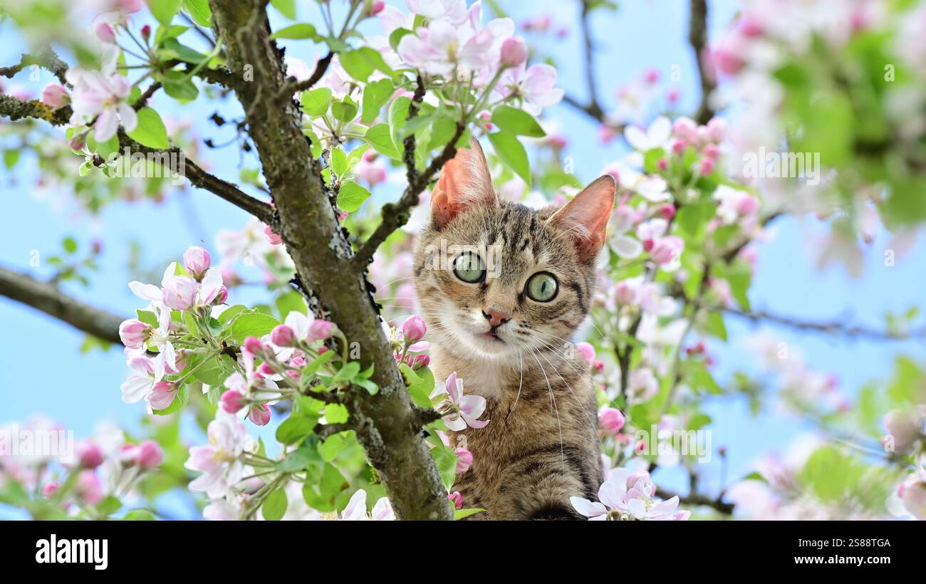 Little feline cat kitten hunt on the apple blossom tree on spring apple ...