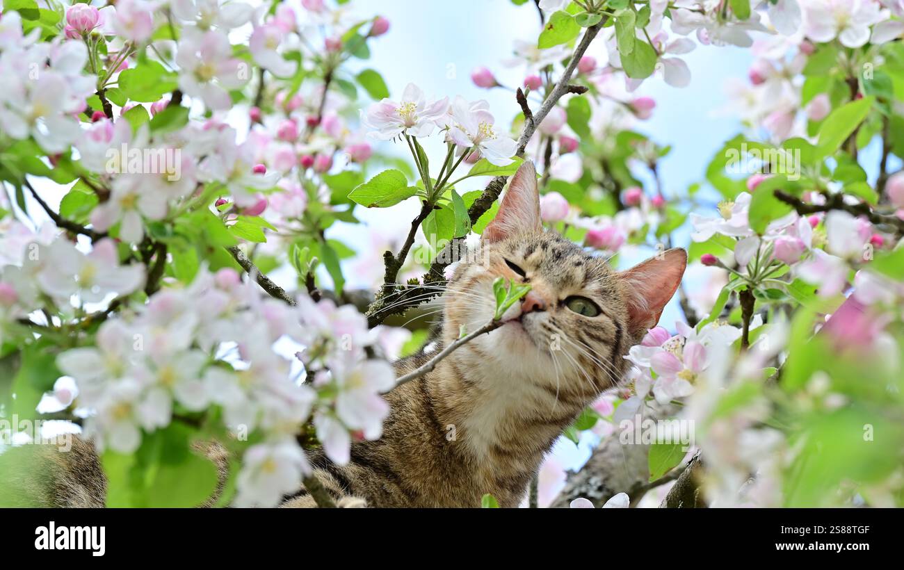 Little feline cat kitten hunt on the apple blossom tree on spring apple ...