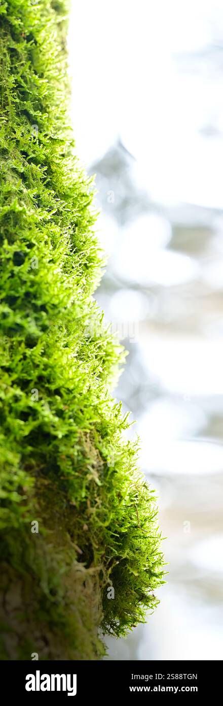 Woods moss lichen in hi-res stock photography and images - Alamy