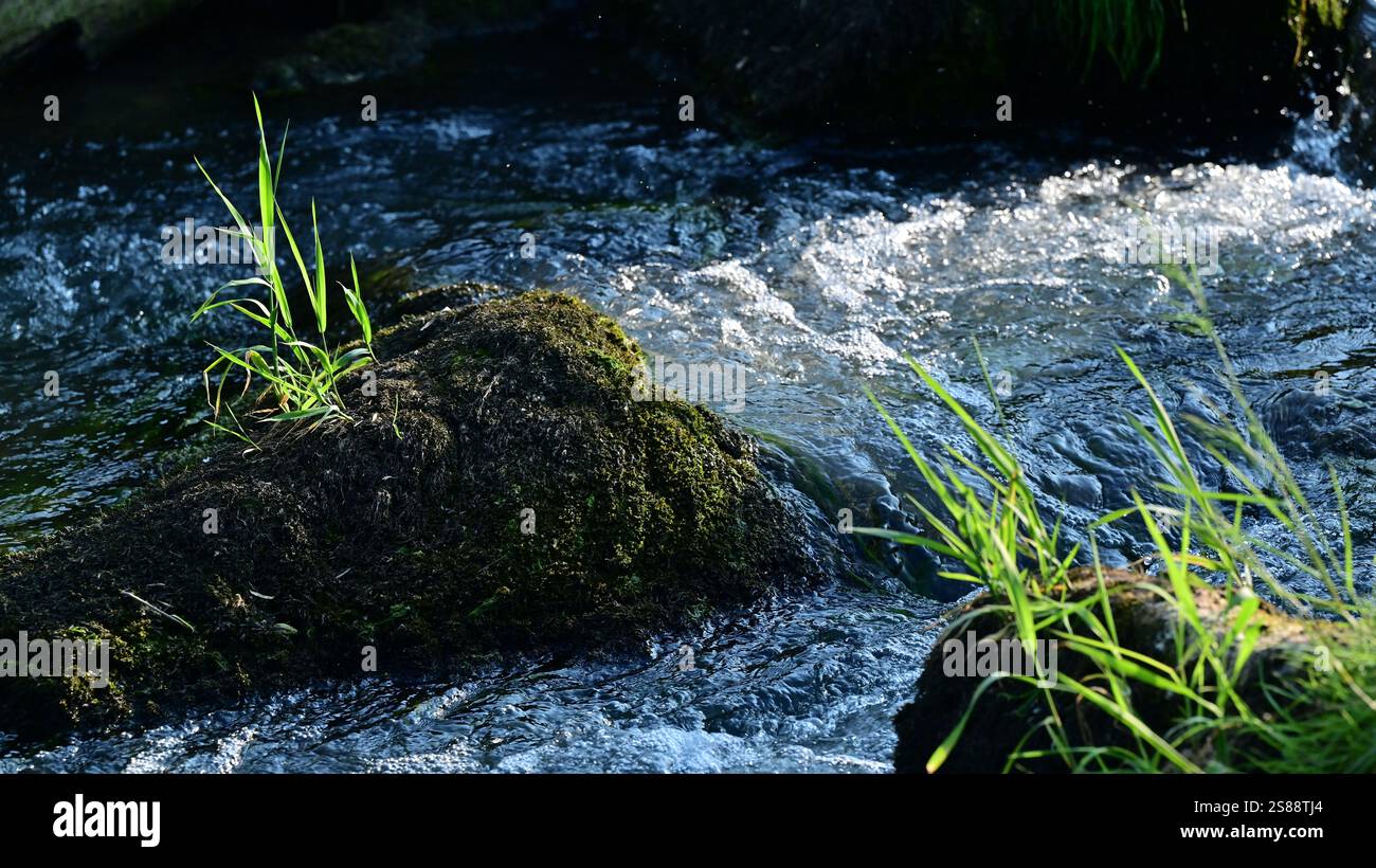 Water flowing in a stream creek nature with grass and moos Stock Photo ...